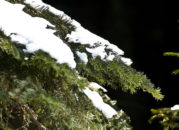 Weißtanne: Steckbrief, Fortpflanzung, Nutzung und Besonderheiten